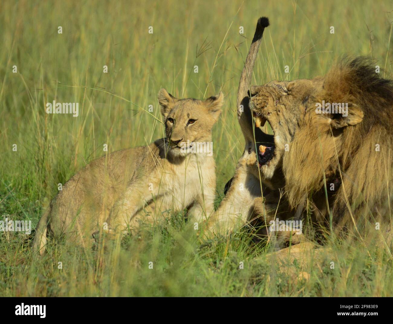 Lioness and cub showing affection panthera leo wild hi-res stock ...