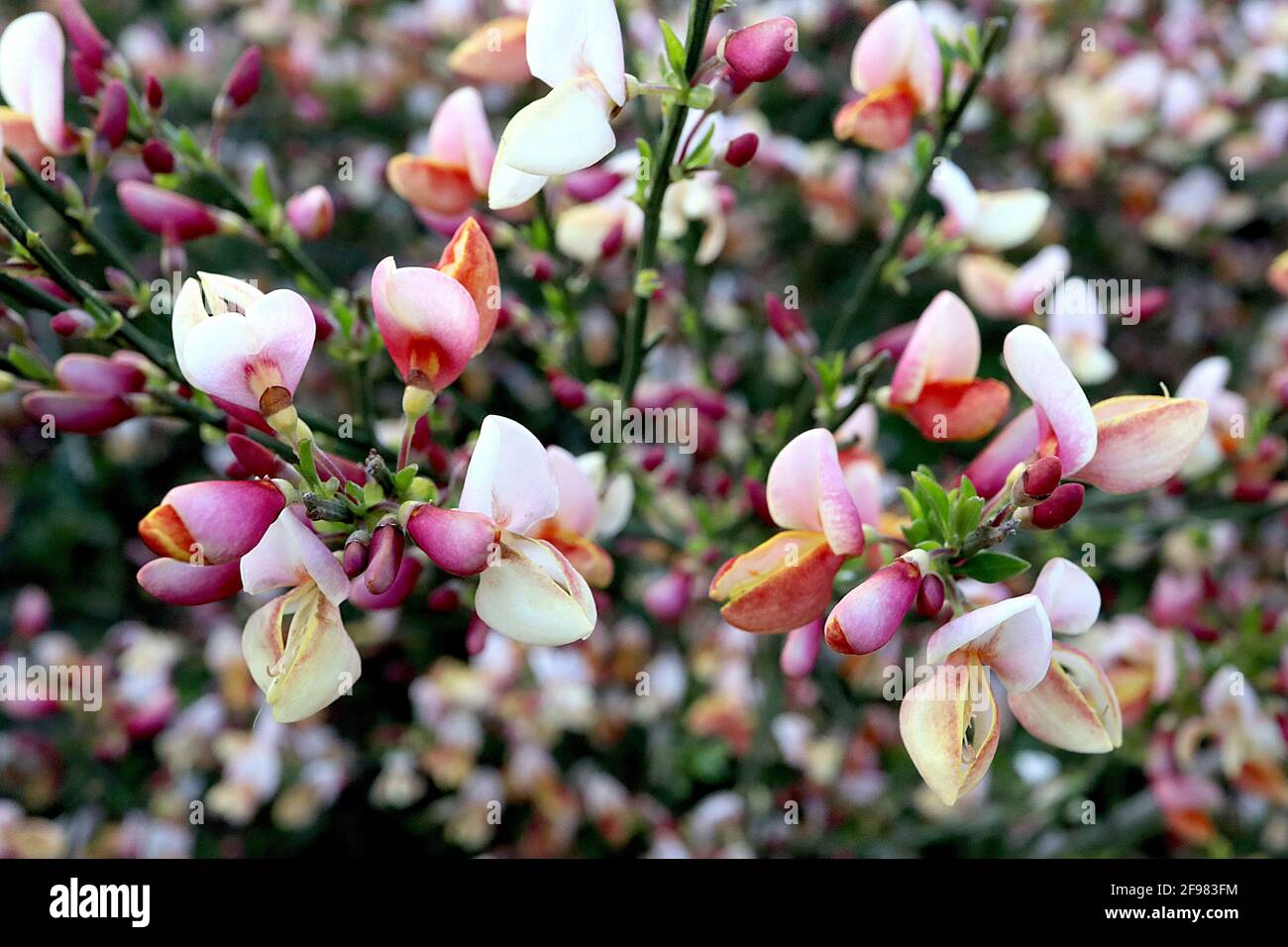 Cytisus scoparius ‘Goldfinch’ Goldfinch Broom – pea-like flowers with ...