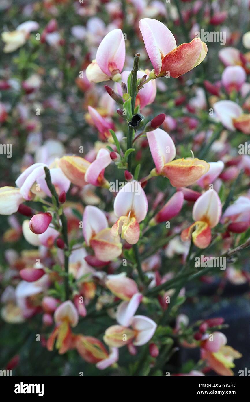 Cytisus scoparius ‘Goldfinch’ Goldfinch Broom – pea-like flowers with ...