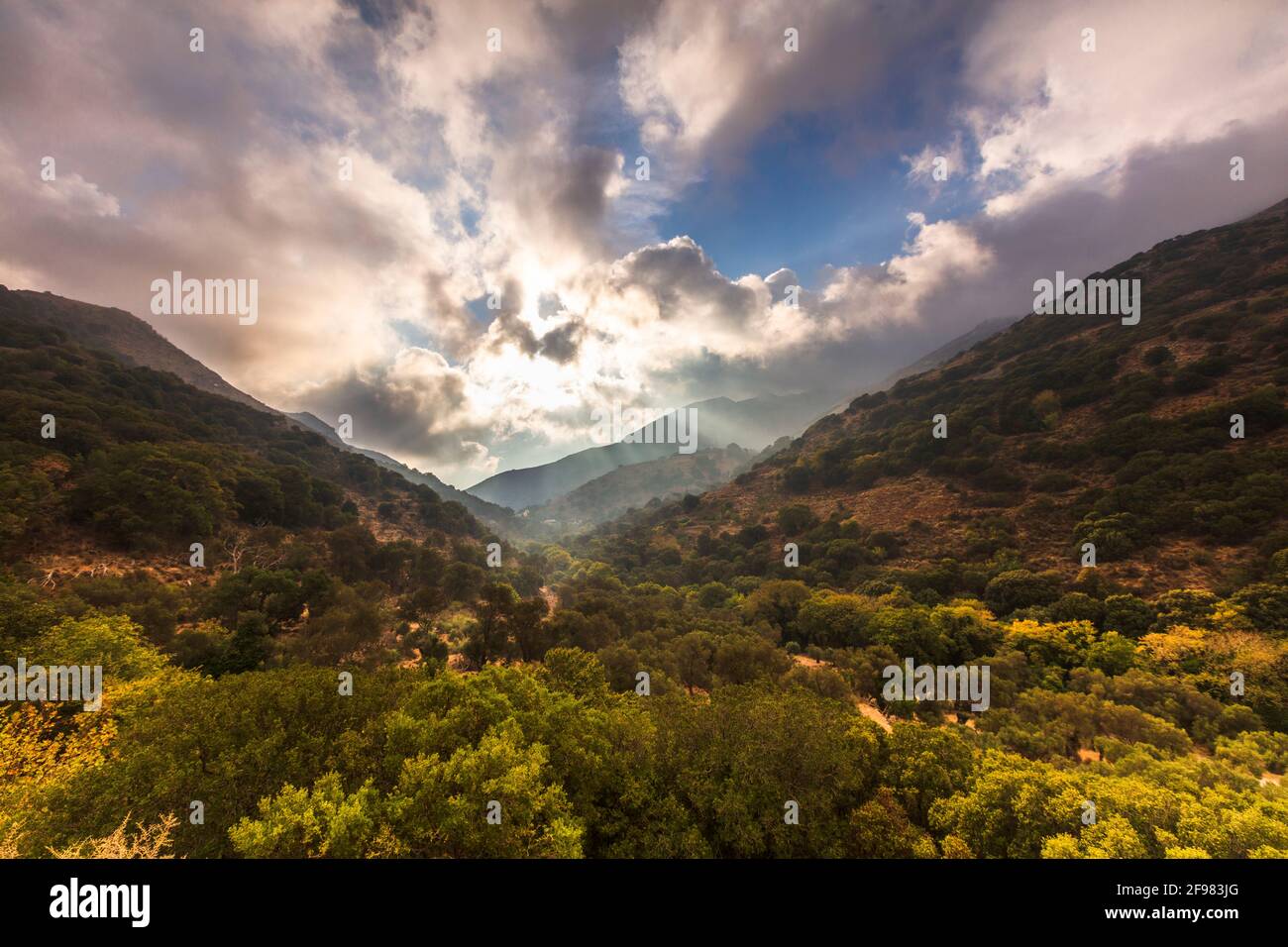 Crete forests - Crete Island Stock Photo - Alamy