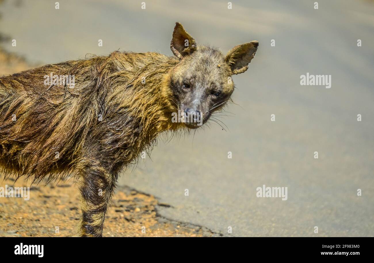 Old hyena hi-res stock photography and images - Alamy