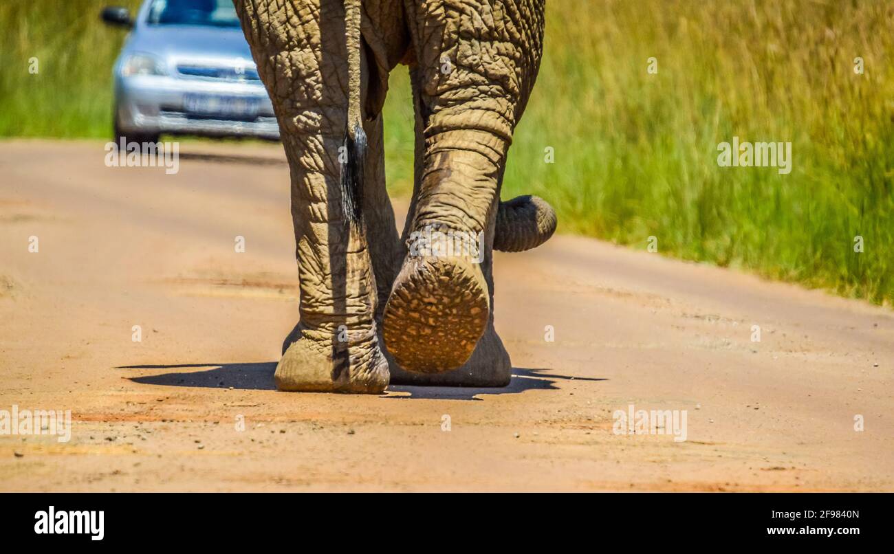 African elephant ( Loxodonta Africana ) foot details and toenails Stock ...