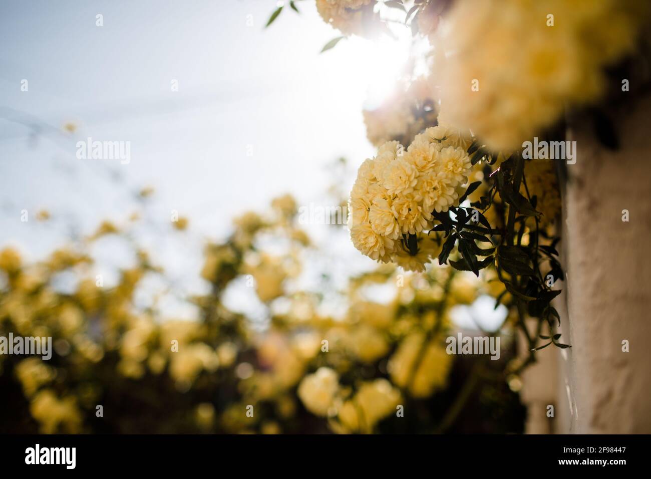 Lady bank’s rose hi-res stock photography and images - Alamy