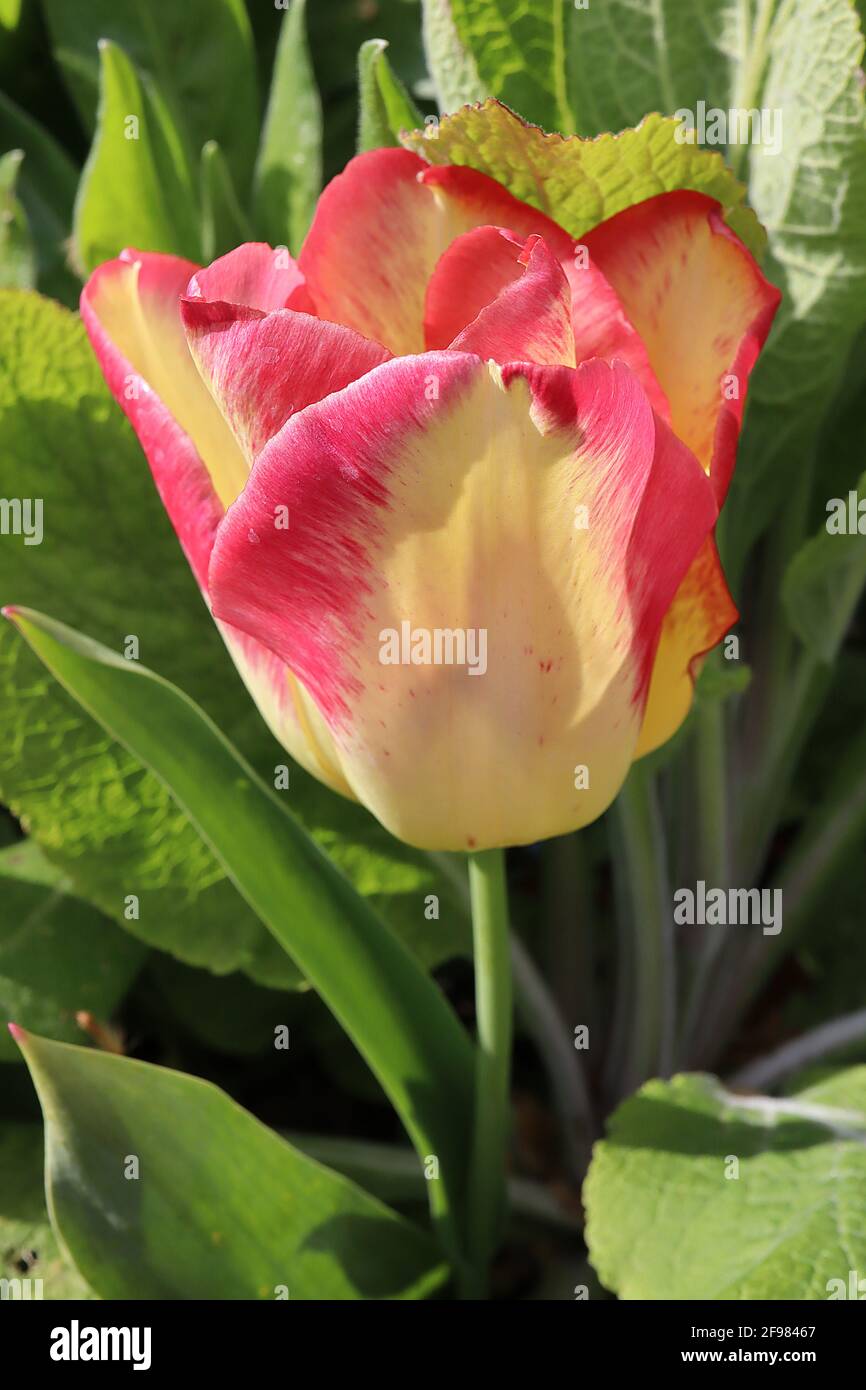Tulipa ‘Cape Town’ Single early 1 Cape Town tulip – lemon yellow ...