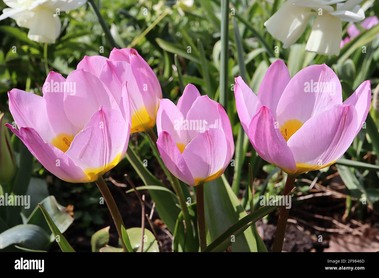 Dwarf tulip saxatilis lilac wonder hi-res stock photography and images ...