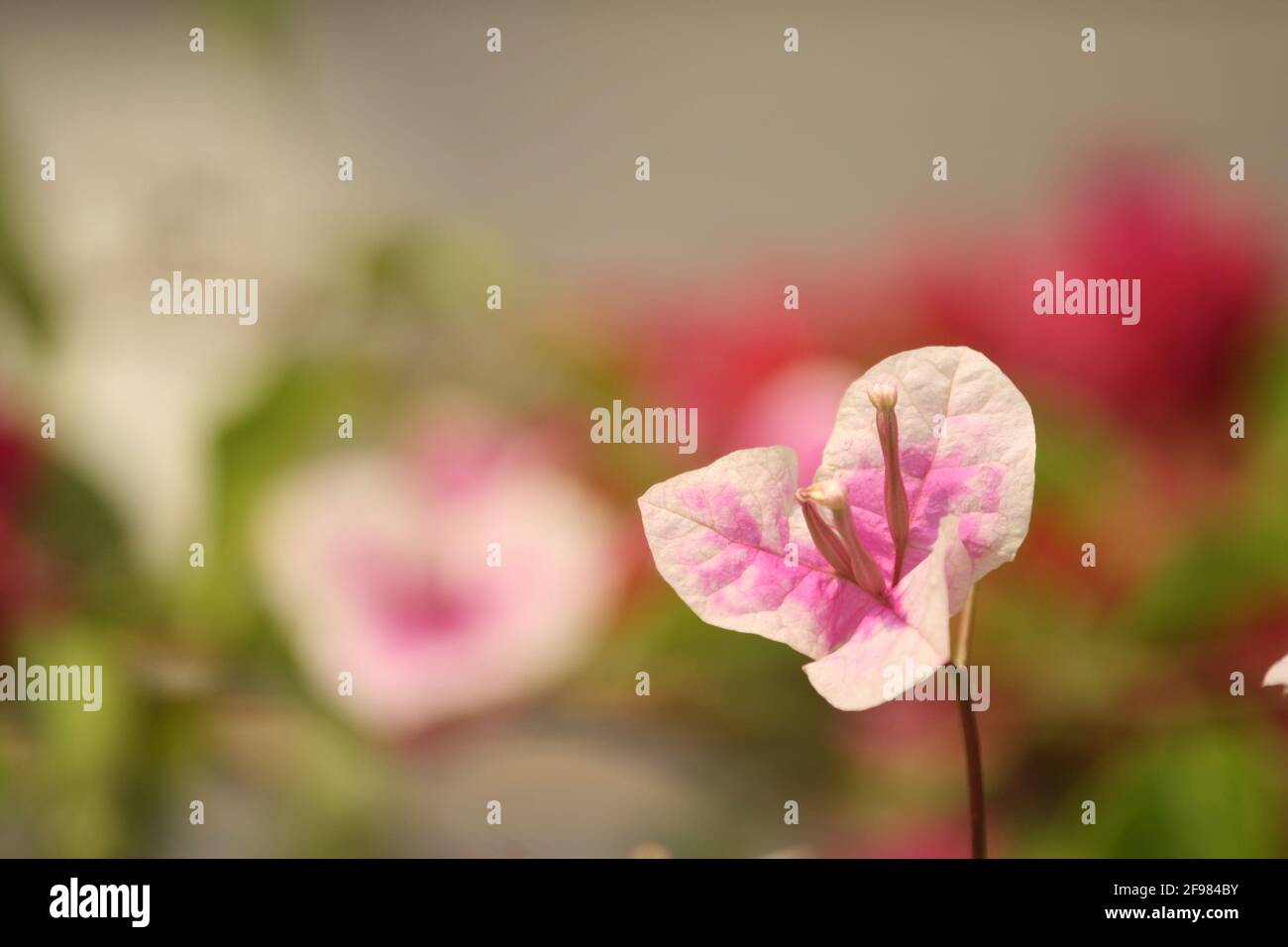 Selective focus of a nice pink flower Stock Photo - Alamy