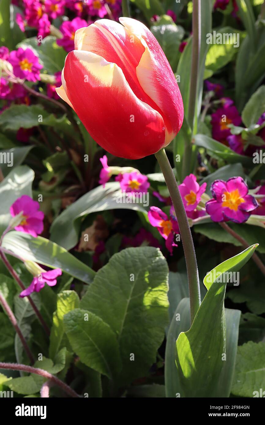 Tulipa ‘Leen van der Mark’ Triumph tulip 3 Leen van der Mark tulip ...