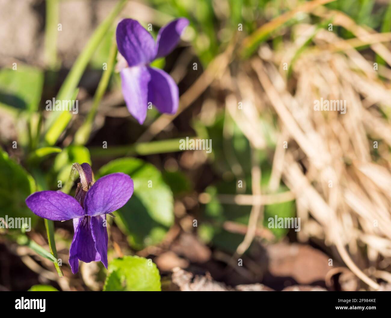 close up macro beatiful blooming violet flower ,Viola odorata or wood ...