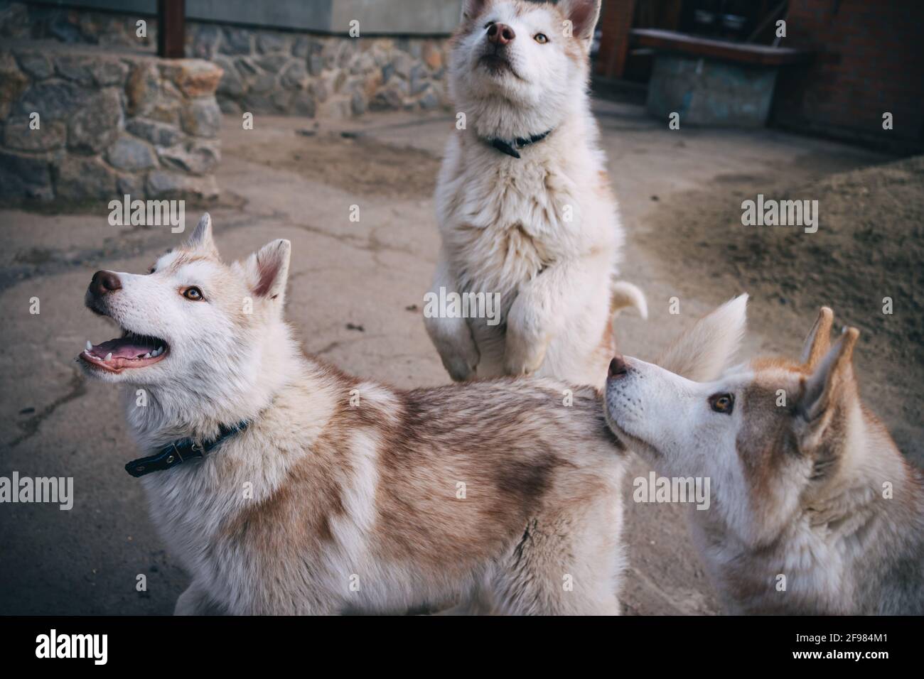 beige husky puppies playing outside Stock Photo - Alamy