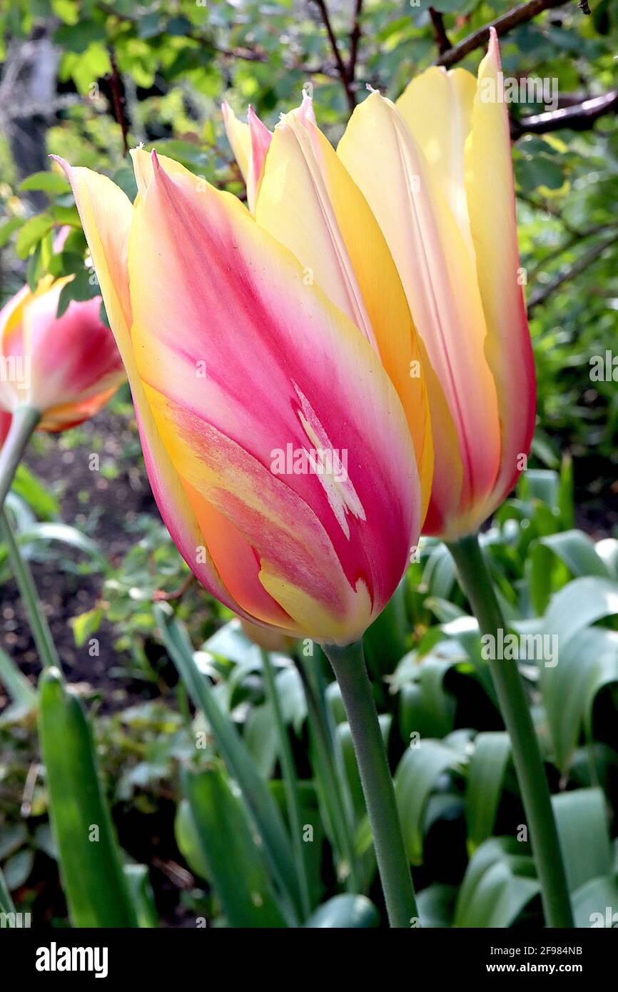 Tulipa ‘Blushing Lady’ Single late 5 Blushing Lady tulip – huge flowers ...