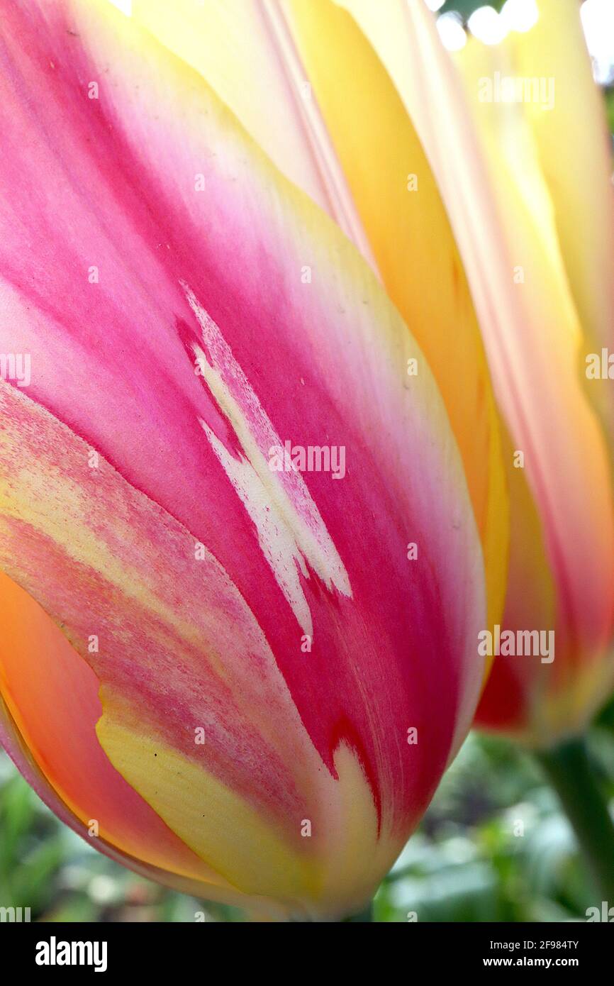 Blushing hi-res stock photography and images - Alamy