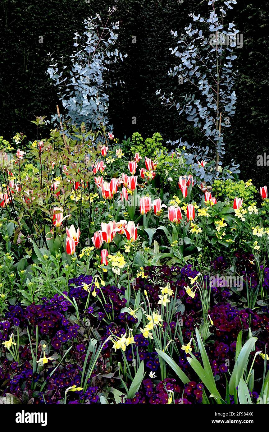 Tulip class kaufmanniana hi-res stock photography and images - Alamy