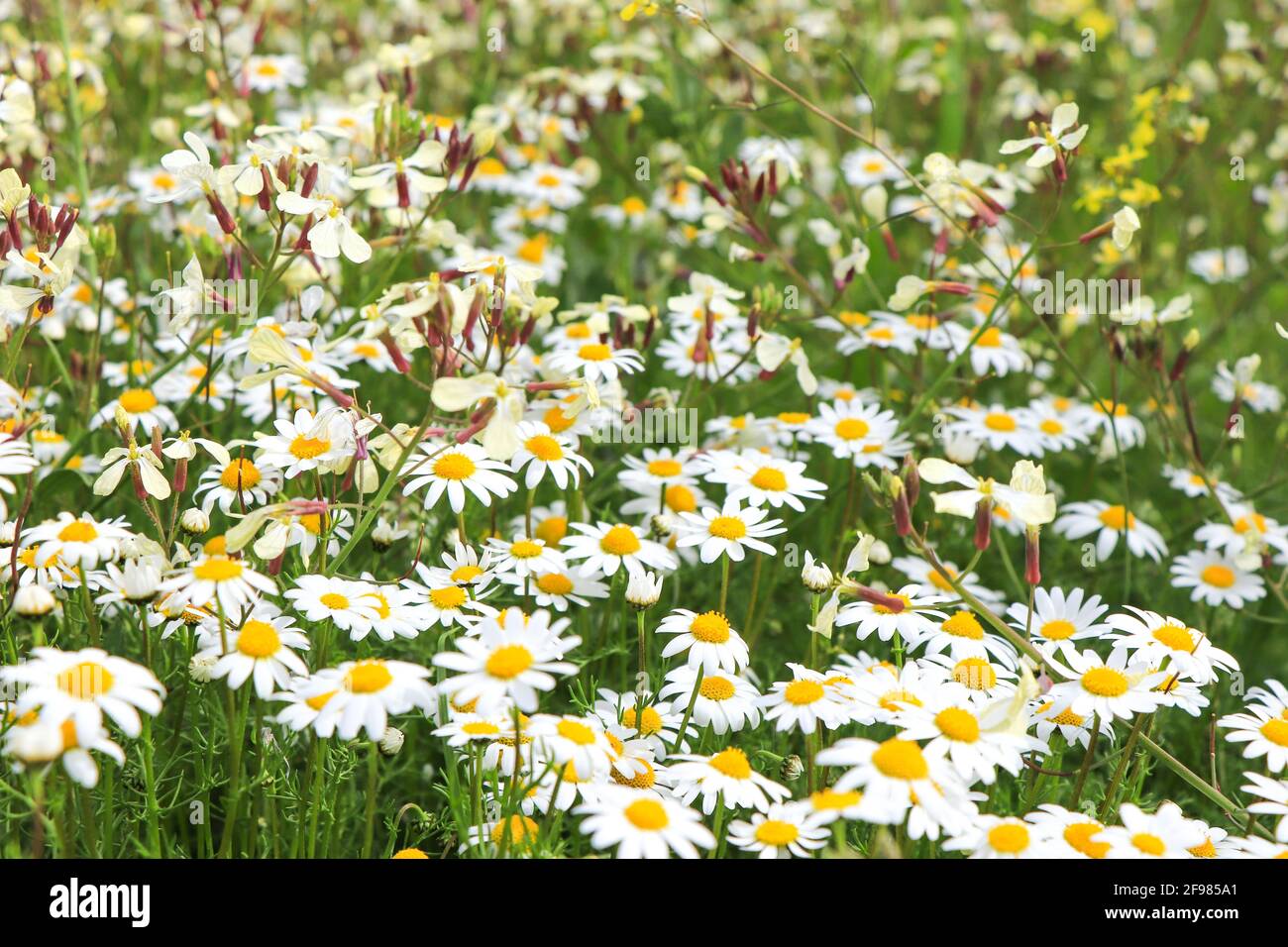 large field of daisies. Flowers background in the spring Stock Photo ...