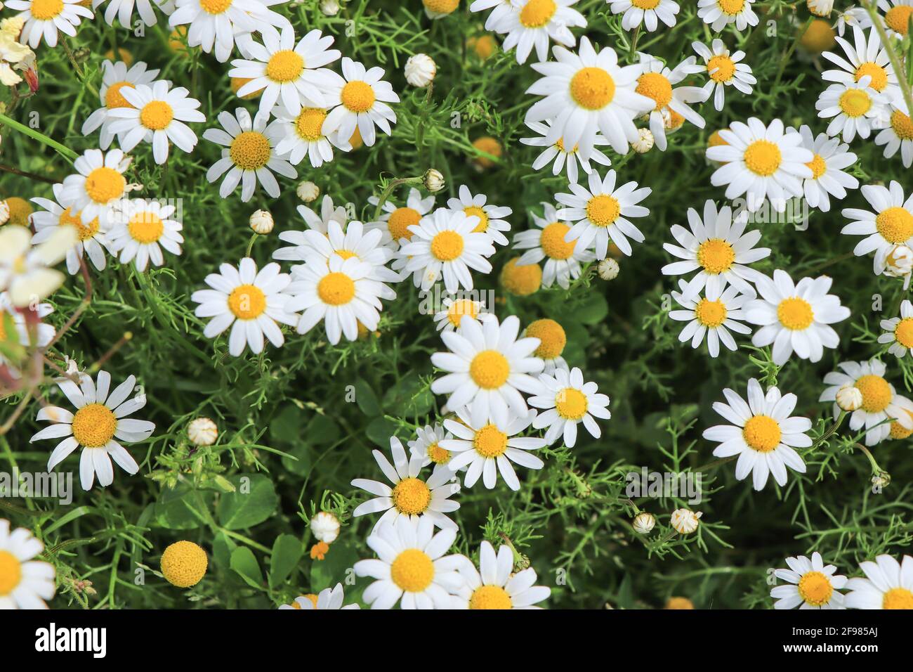 large field of daisies. Flowers background in the spring Stock Photo ...
