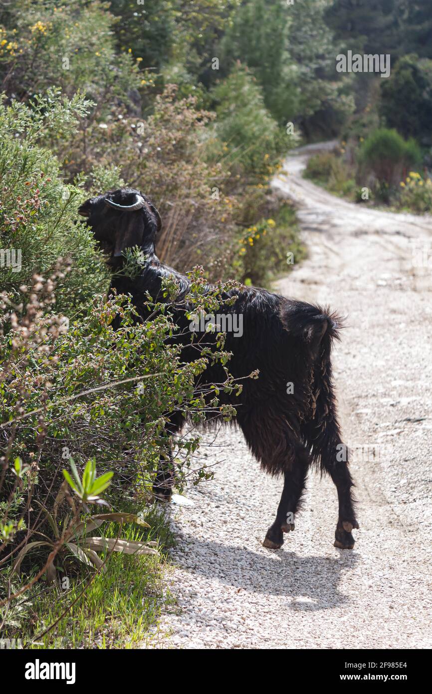 Bush goat hi-res stock photography and images - Alamy