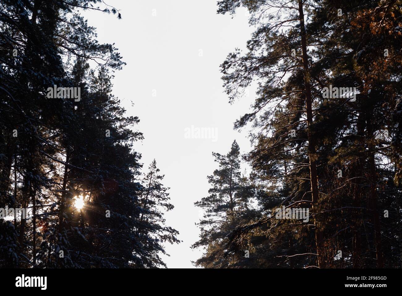 Sunset through pine branches hi-res stock photography and images - Alamy