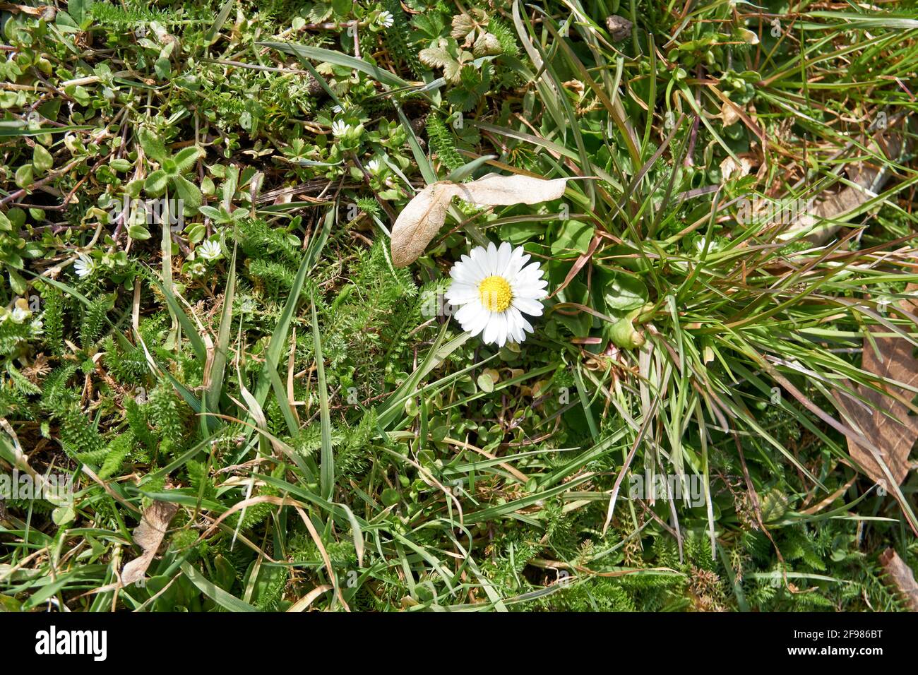 Top view of delicate daisy flowers in the green field Stock Photo - Alamy