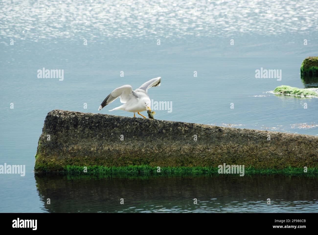 Seagull catching fish hi-res stock photography and images - Alamy