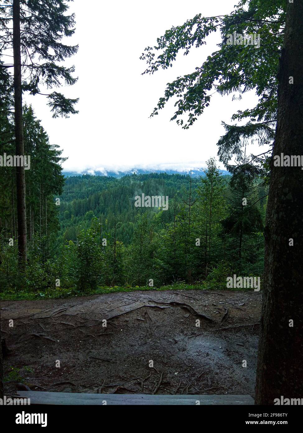 Top view green forest trees hi-res stock photography and images - Alamy
