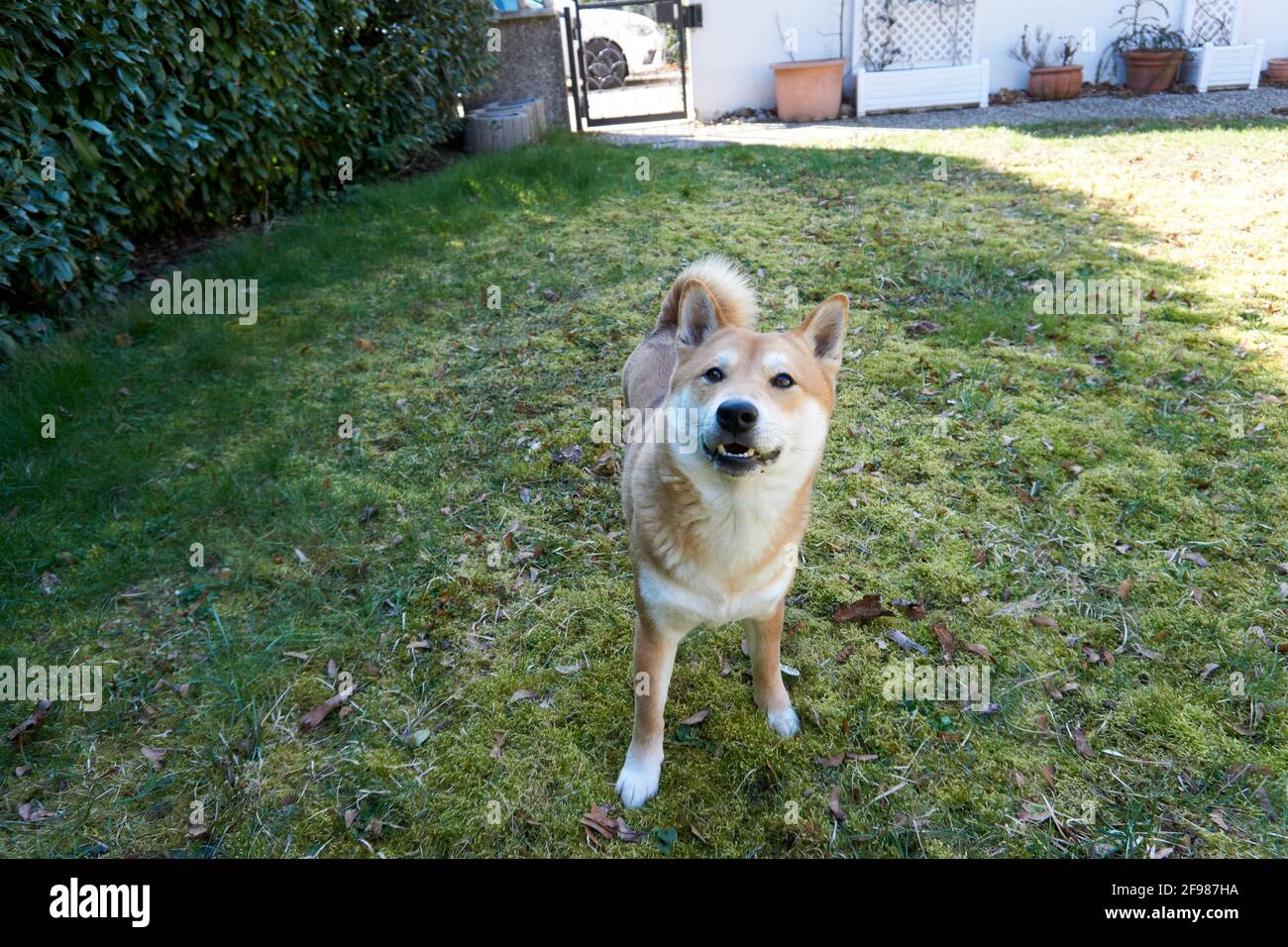 Adorable yellow dog with a funny face standing on the green grass in a ...