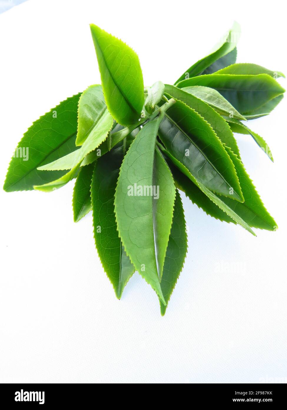 Hand-picked fresh green tea leaves Stock Photo - Alamy