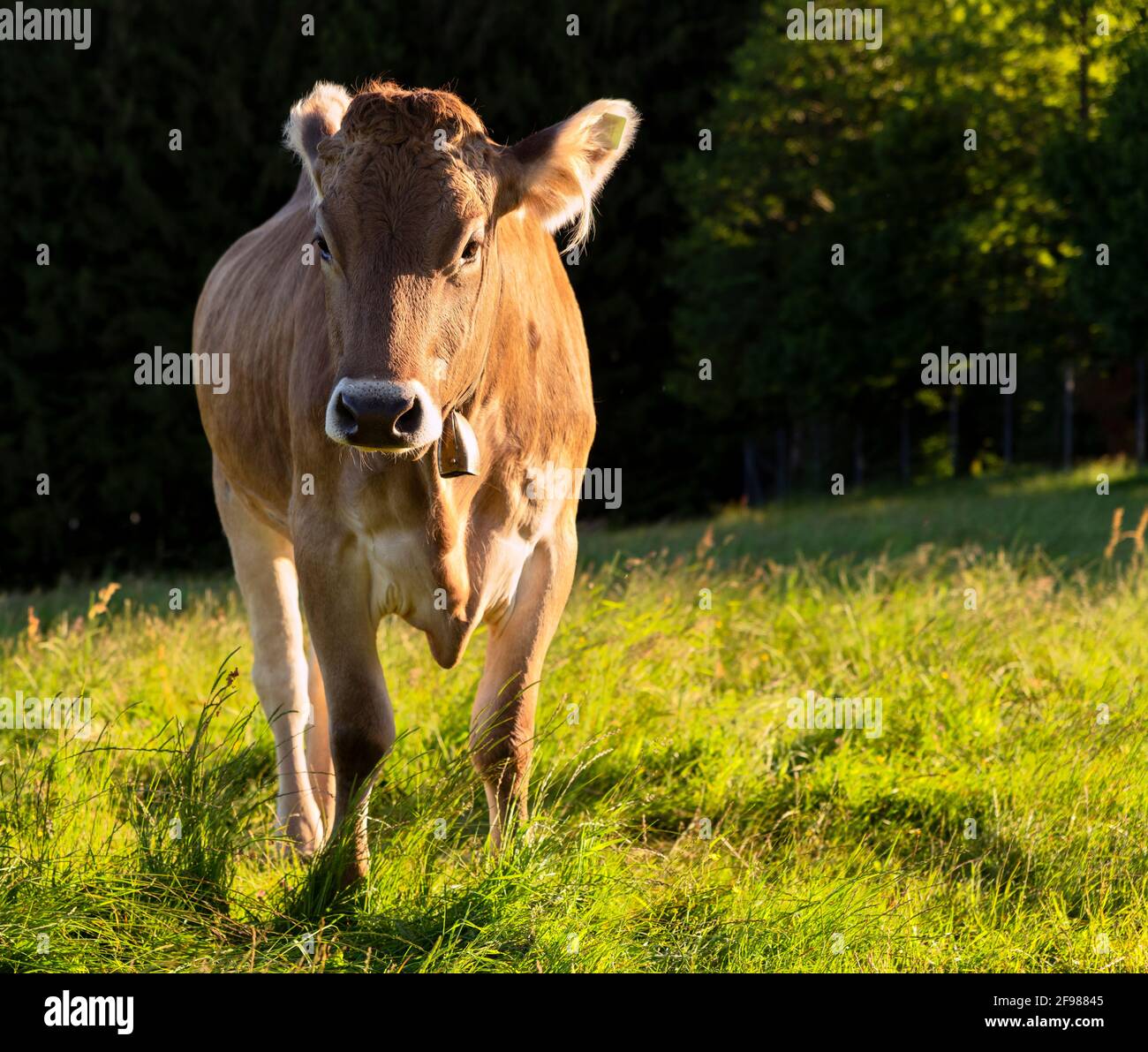 Light brown cattle hi-res stock photography and images - Alamy