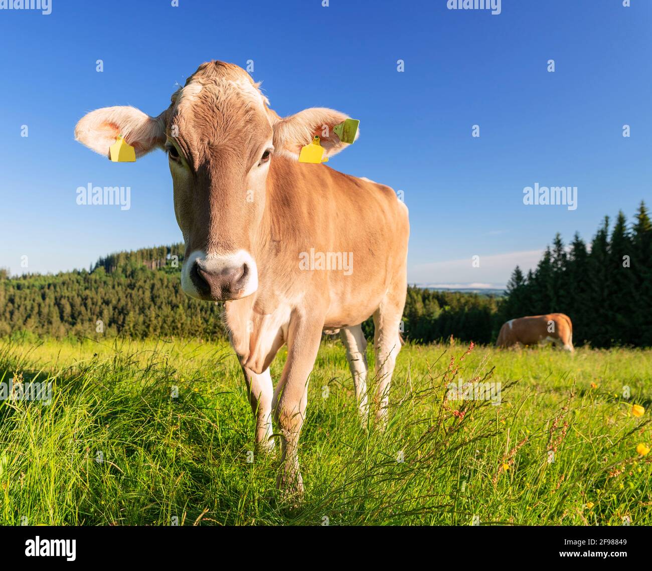 Allgäu brown cattle bavaria hi-res stock photography and images - Alamy