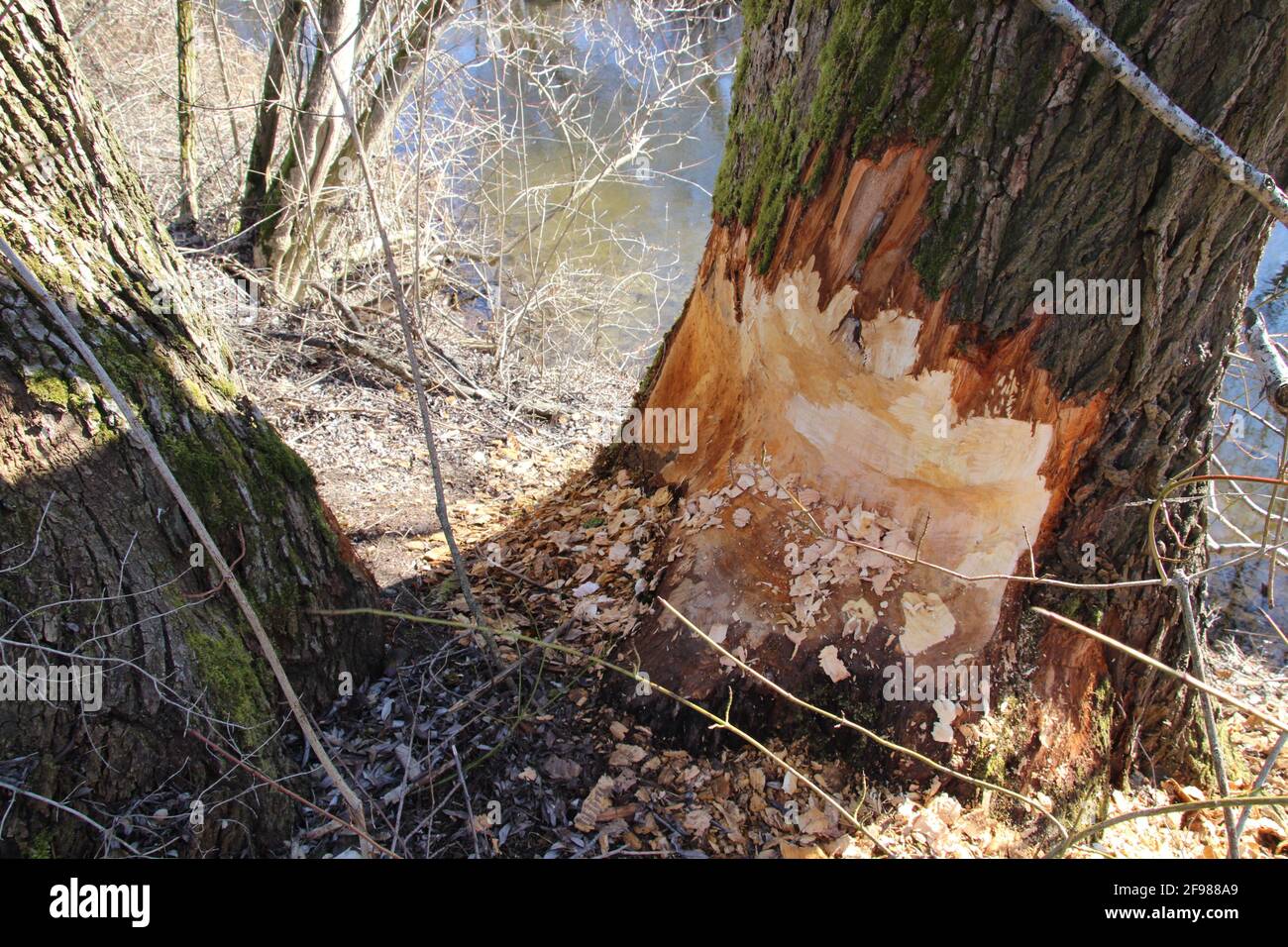 Beaver gnawing tree hi-res stock photography and images - Alamy