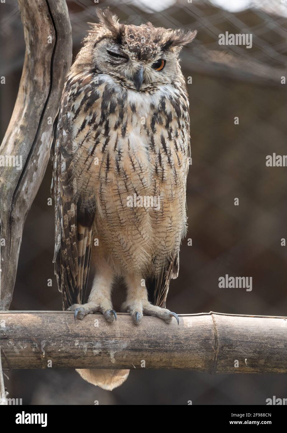 Eurasian Eagle-owl winking while perching on a wooden pole in the z ...