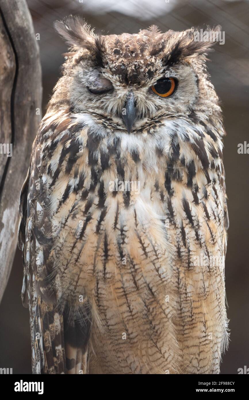 Owl winking hi-res stock photography and images - Alamy
