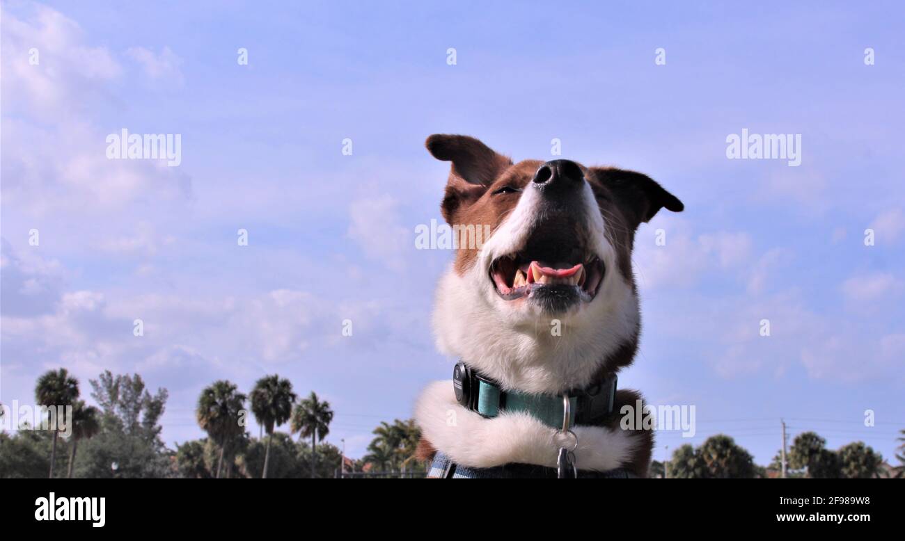 Border Collie Terrier Mix Stock Photo - Alamy