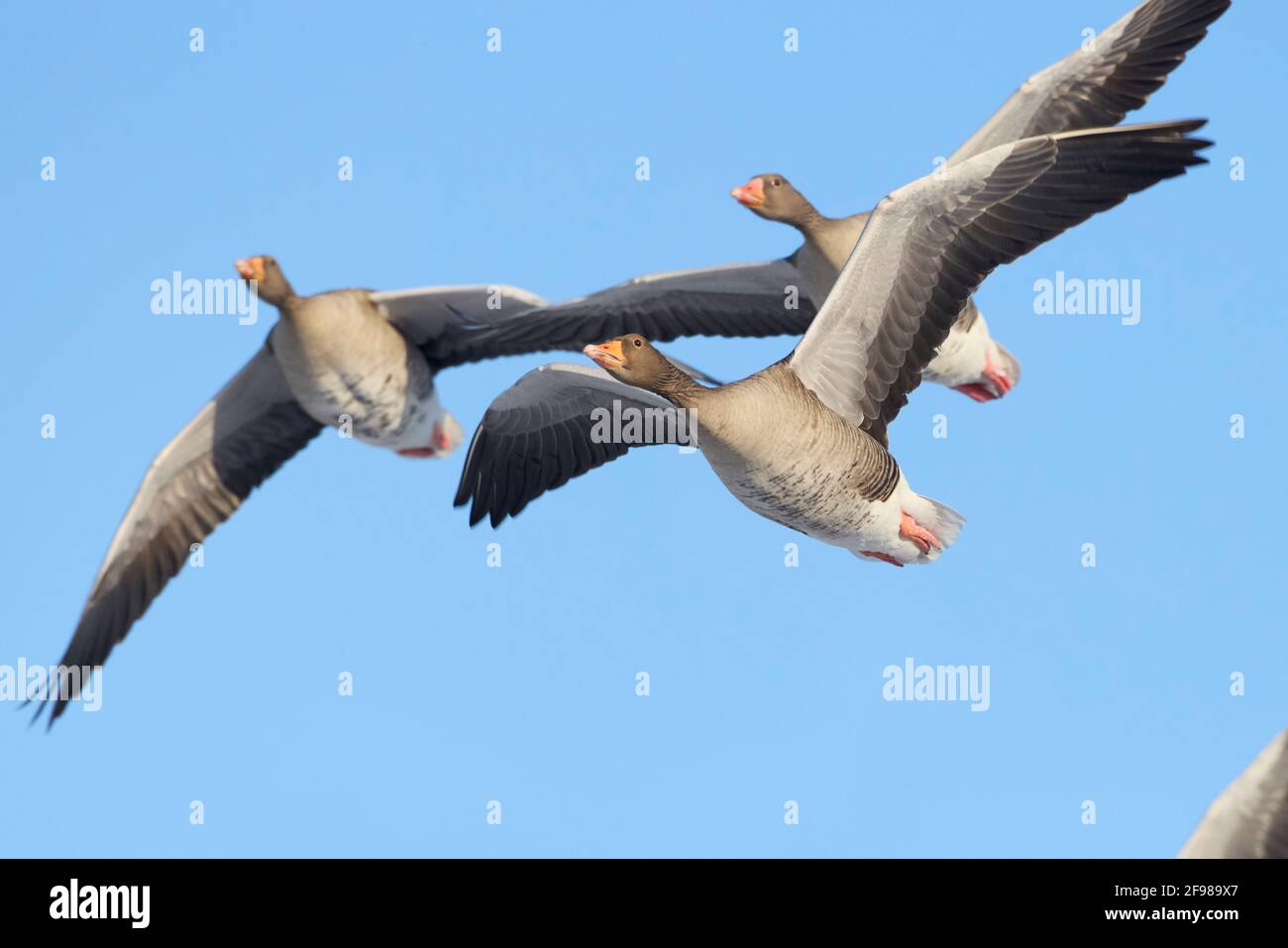 Gray geese, Anser anser, in flight Stock Photo - Alamy