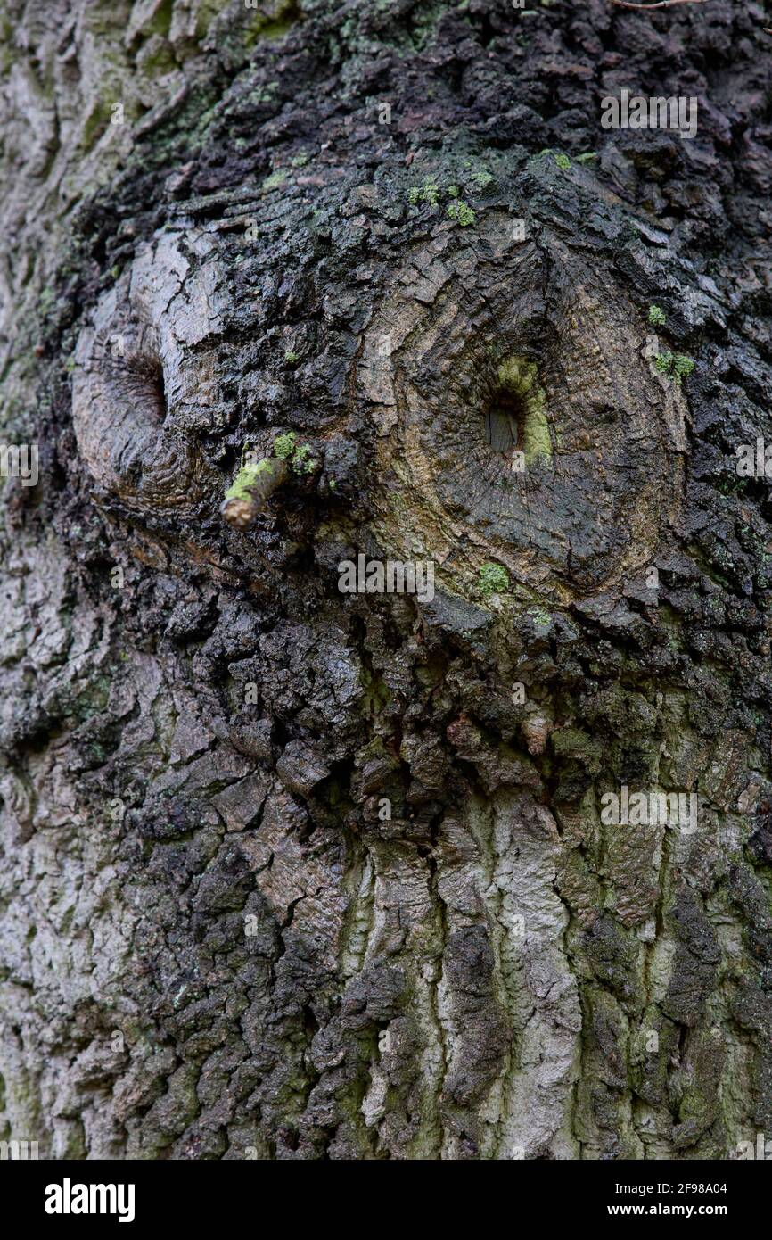 Face tree bark shape hi-res stock photography and images - Alamy