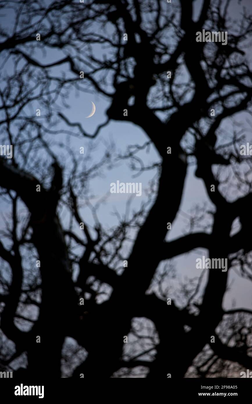 Tree, branches, moon, sickle, moon phase, waxing moon Stock Photo - Alamy