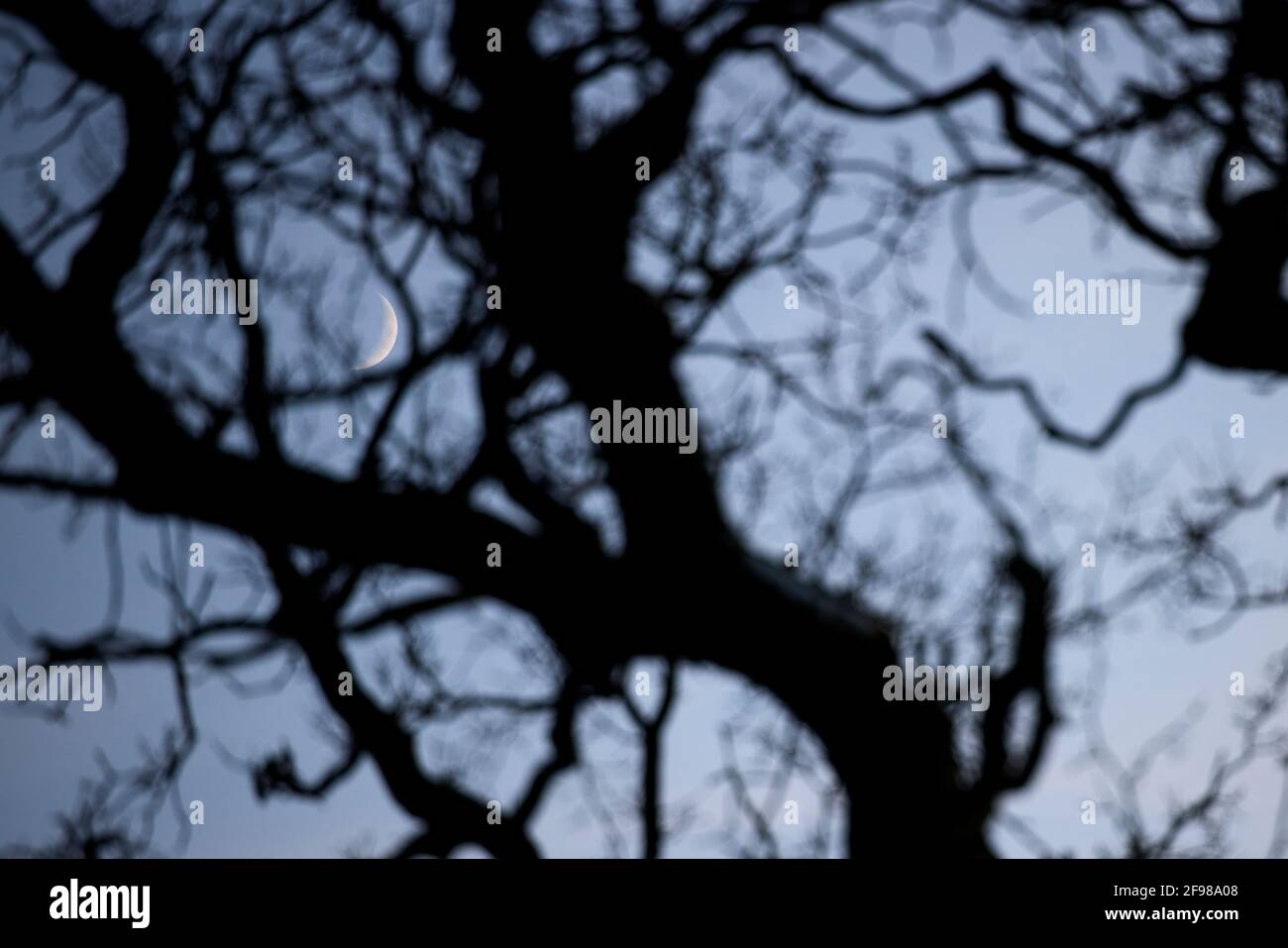 Moon through tree branches hi-res stock photography and images - Alamy