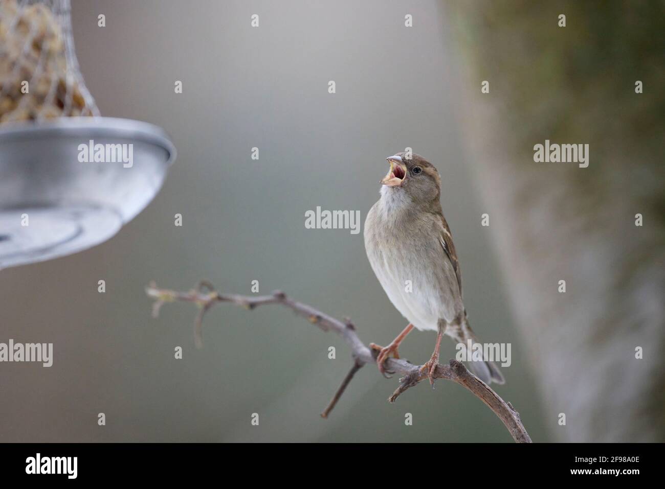Female english sparrow hi-res stock photography and images - Alamy Female english sparrow hi-res stock photography and images - Alamy