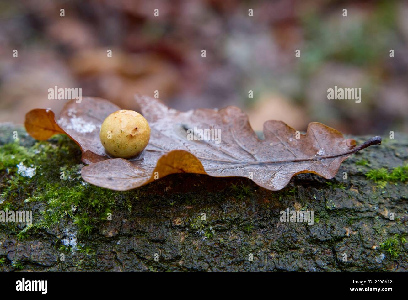 Common oak gall wasp, Cynips quercusfolii, gall Stock Photo - Alamy