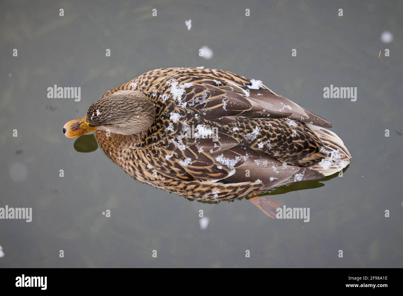 Top view female mallard duck hi-res stock photography and images - Alamy