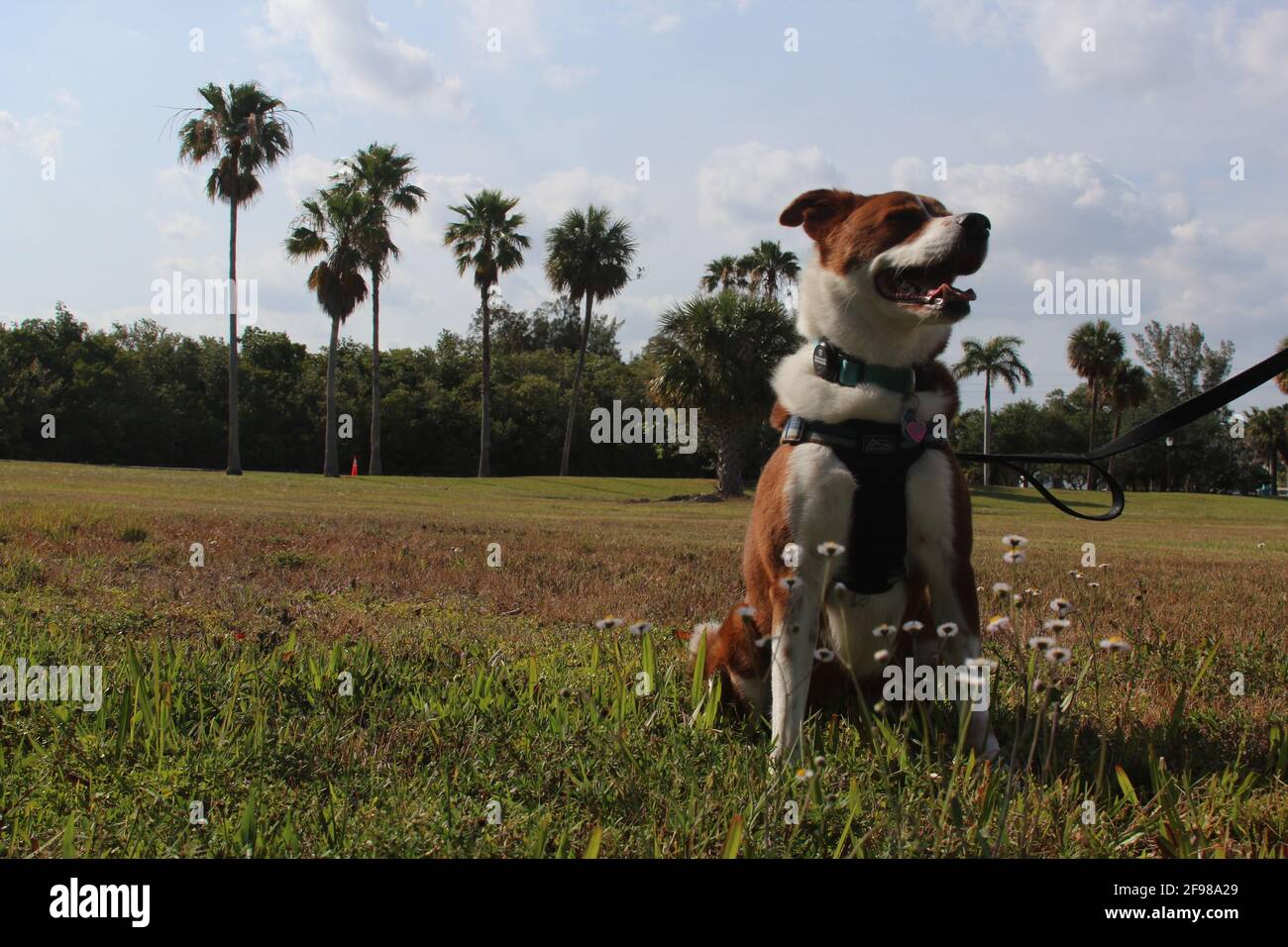 Border Collie Terrier Mix Stock Photo - Alamy