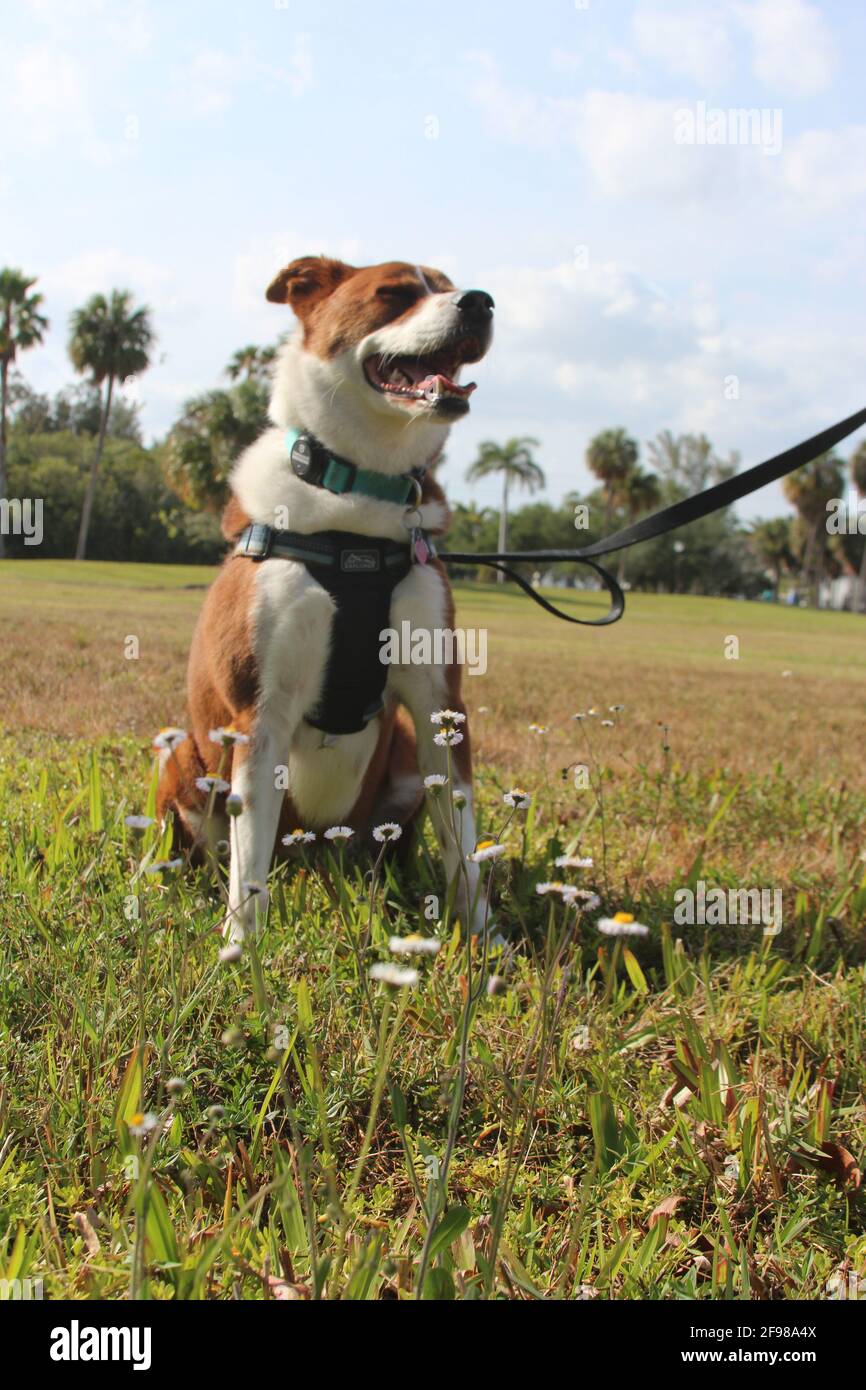 Border Collie Terrier Mix Stock Photo - Alamy