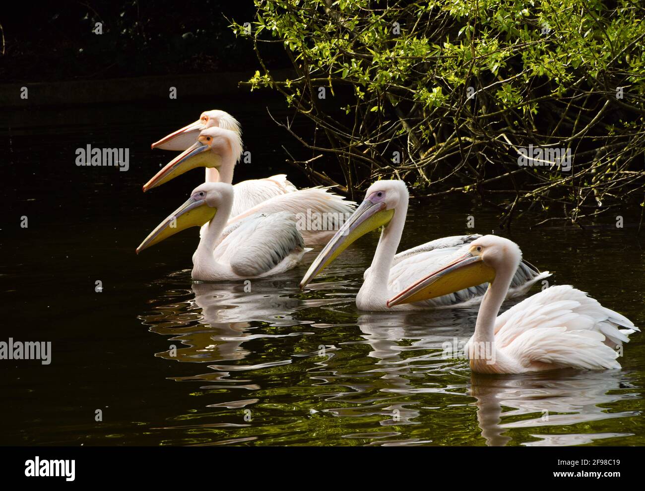 Pelicans wait to be fed by a park staff member in St James's Park ...