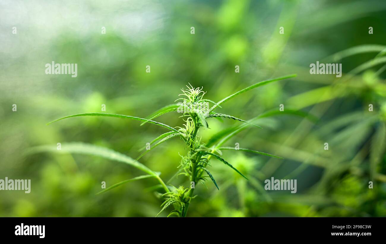 growing marijuana, young cannabis plant bud Stock Photo - Alamy