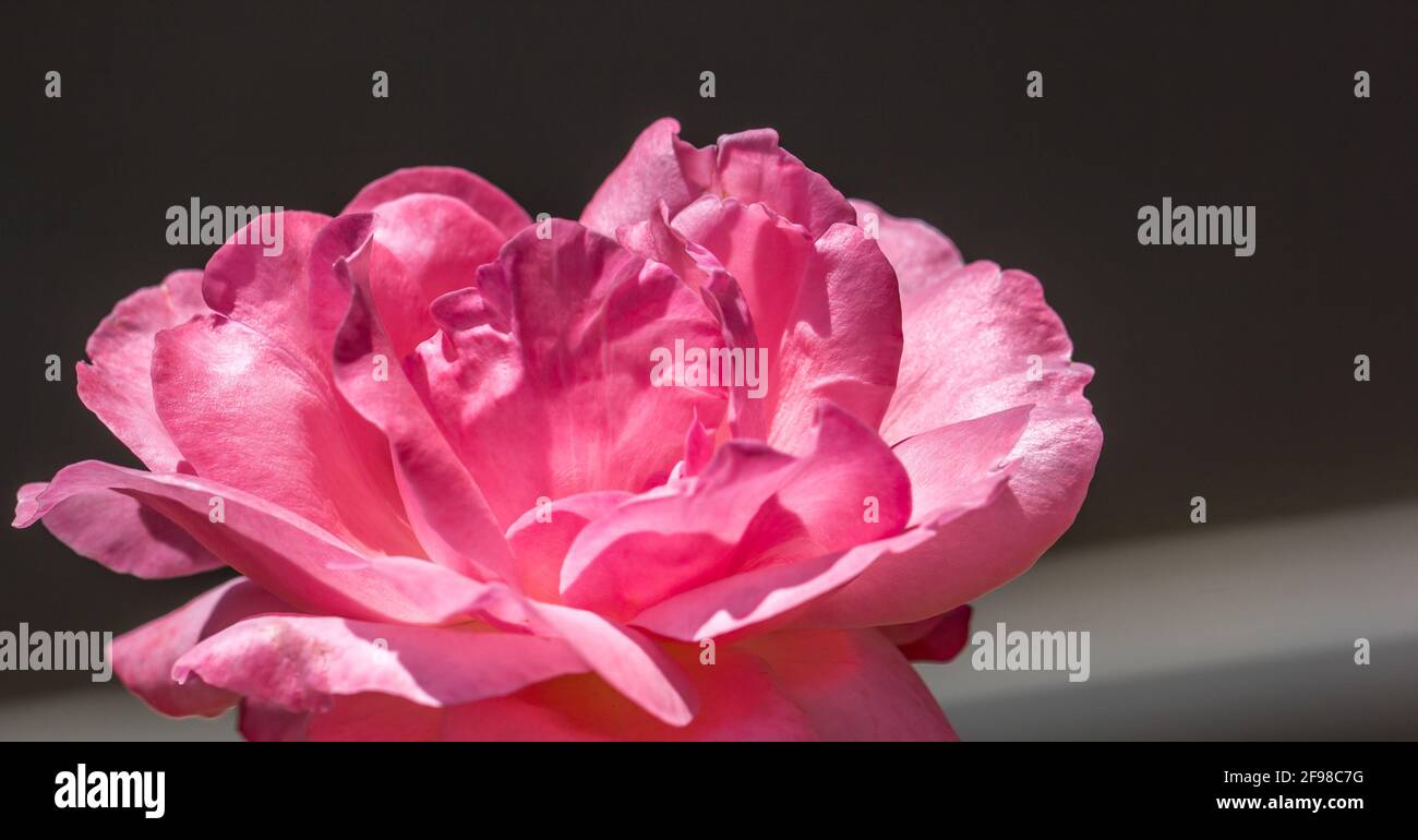 Closeup shot of an open pink rose Stock Photo - Alamy