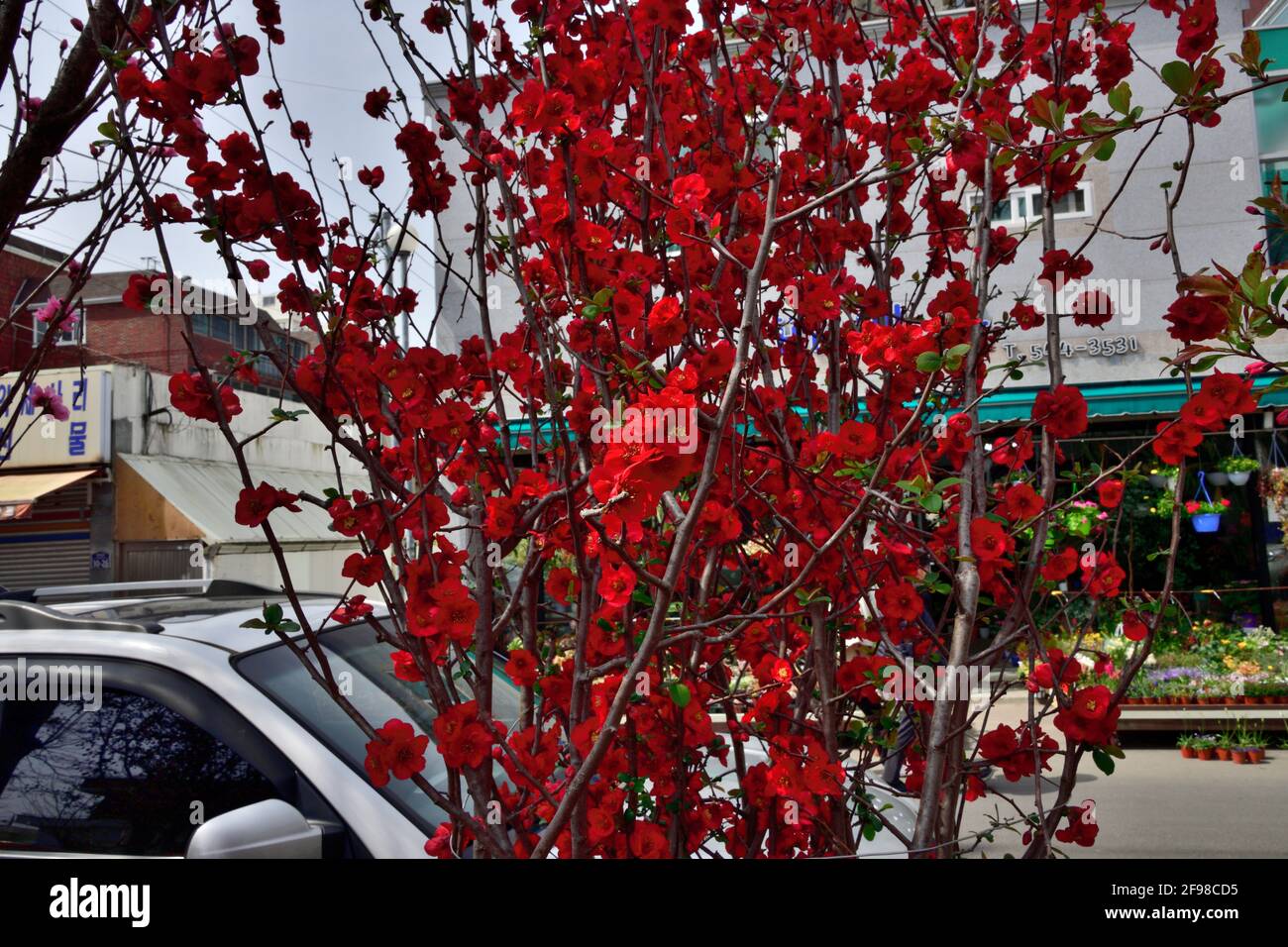 South korea flower hi-res stock photography and images - Alamy