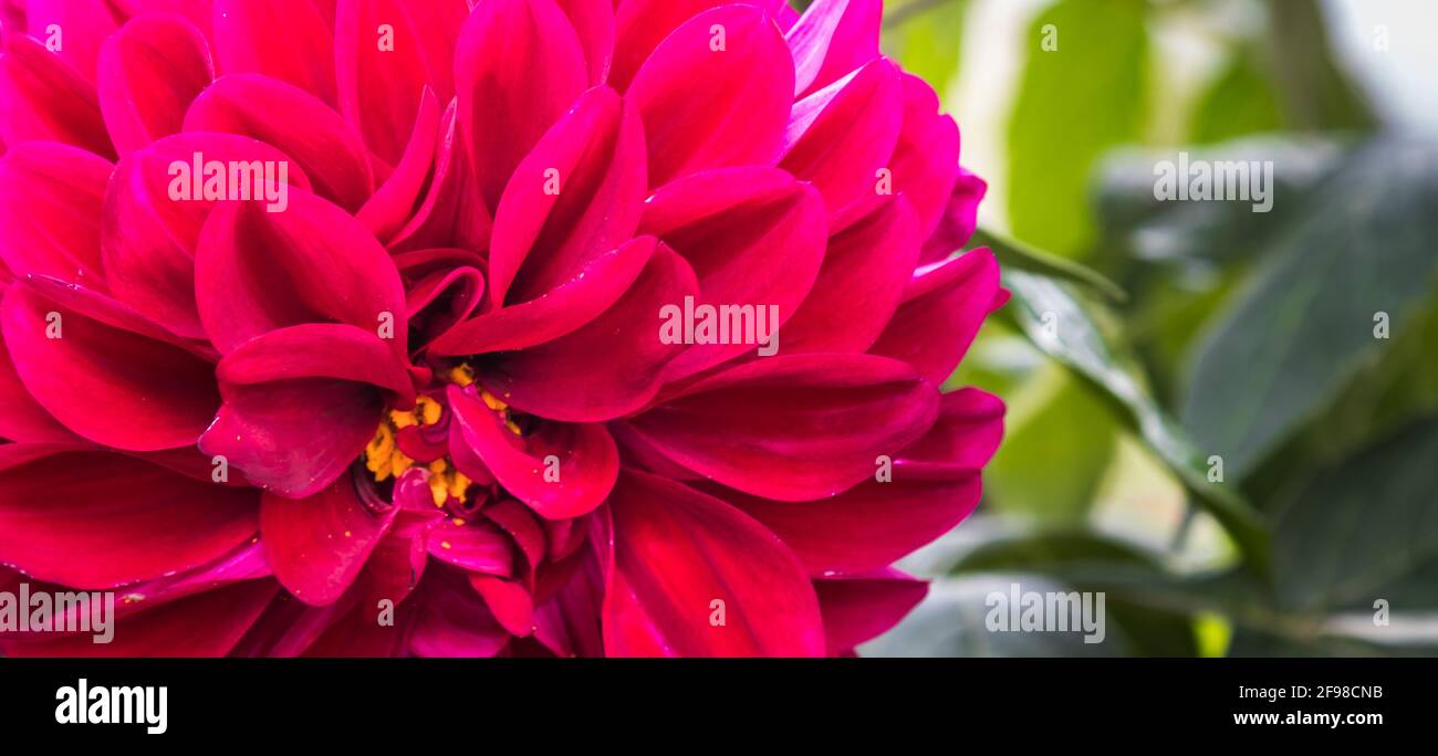 Closeup shot of a beautiful blooming Dahila flower with dark pink ...