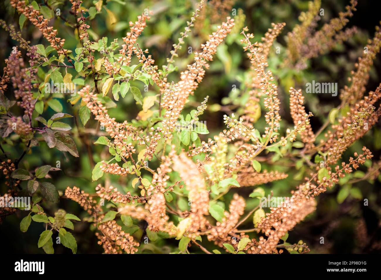 Selective focus shot of Holy basil, Tulsi, Tulsi flower, Ocimum sanctum ...