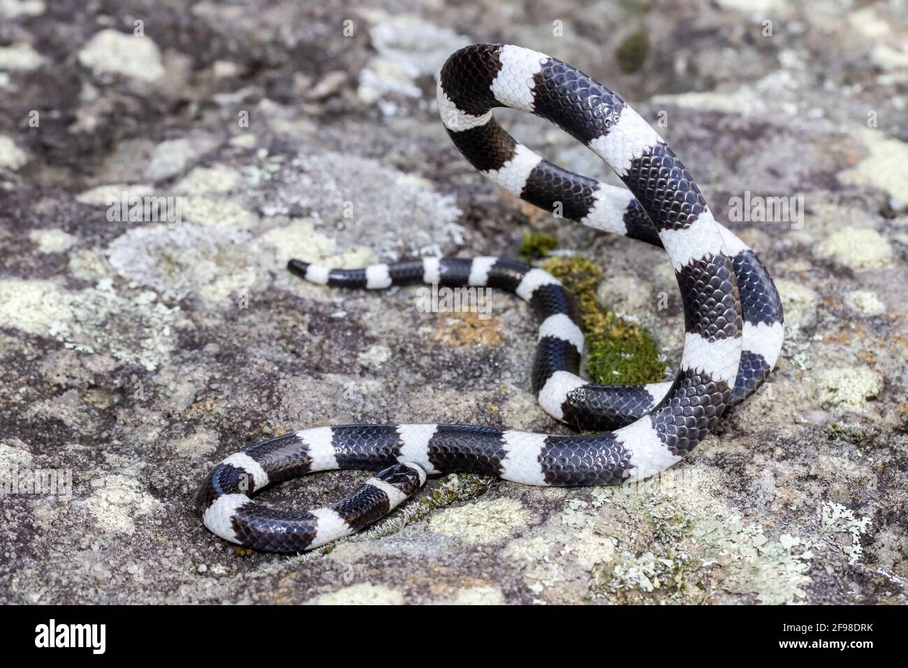 Australian Bandy Bandy Snake showing looping Stock Photo - Alamy