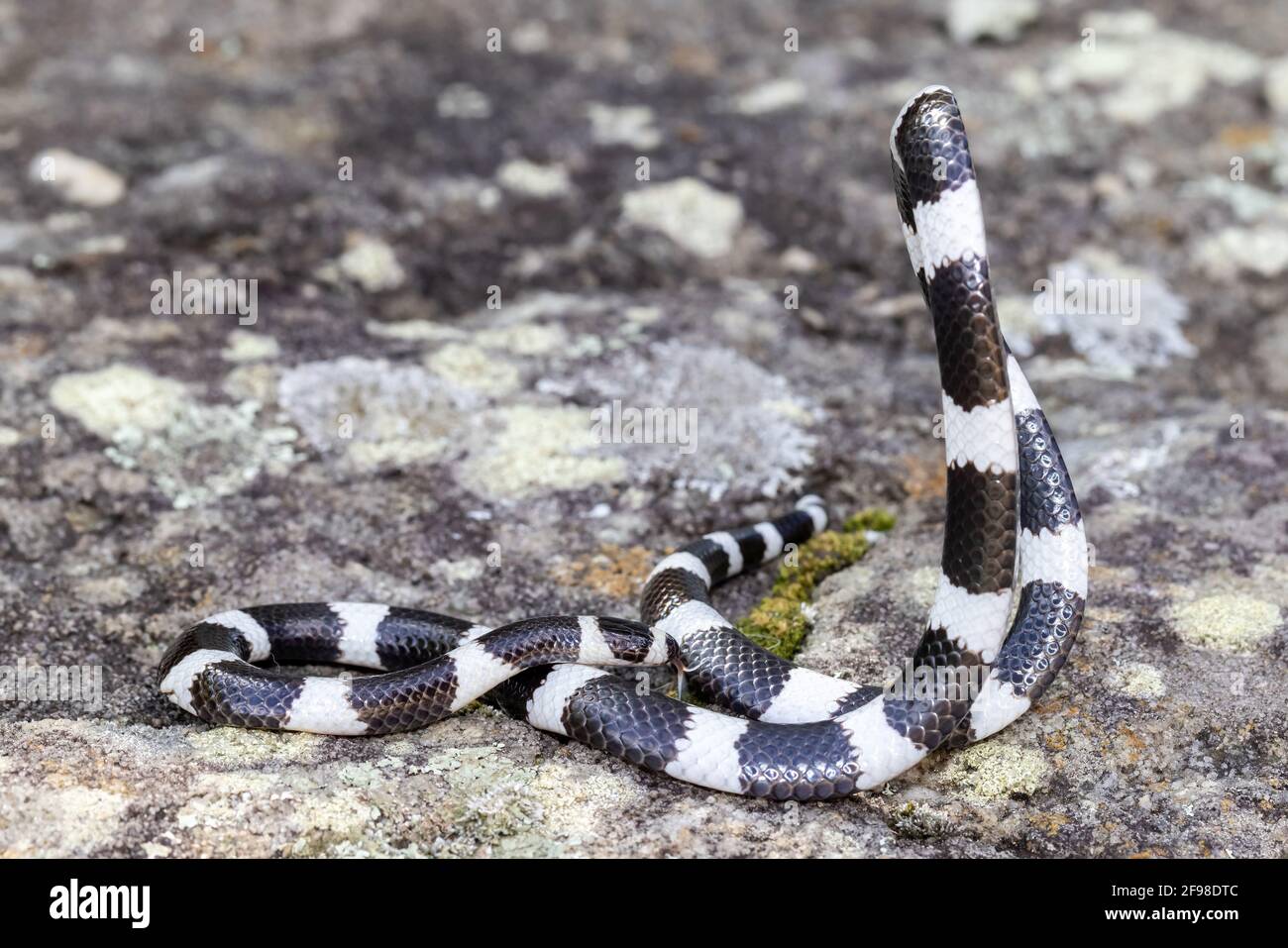 Harmless australian snake hi-res stock photography and images - Alamy