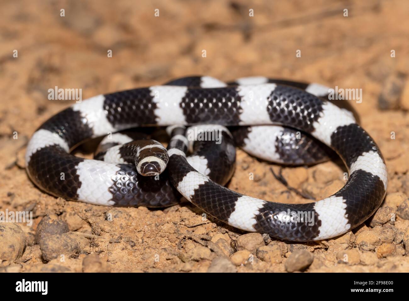 Australian Bandy Bandy Snake in curled position Stock Photo - Alamy