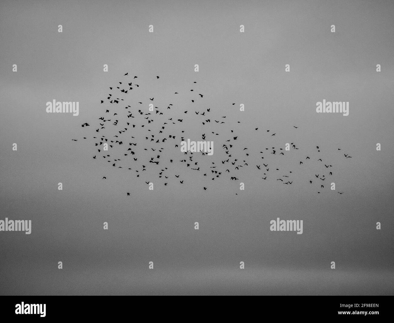 Grayscale shot of a flock of birds flying in the sky Stock Photo - Alamy